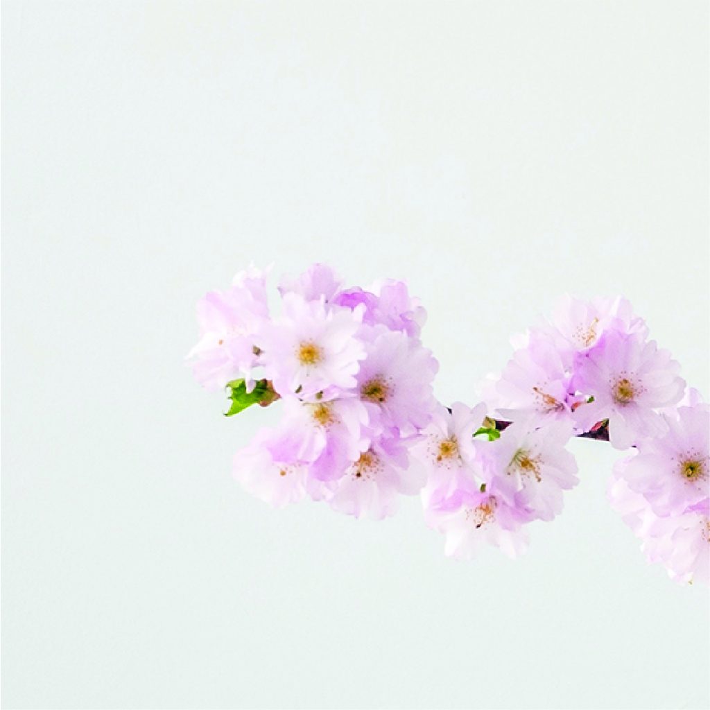 Perfumes - Proquimia Cosmetics